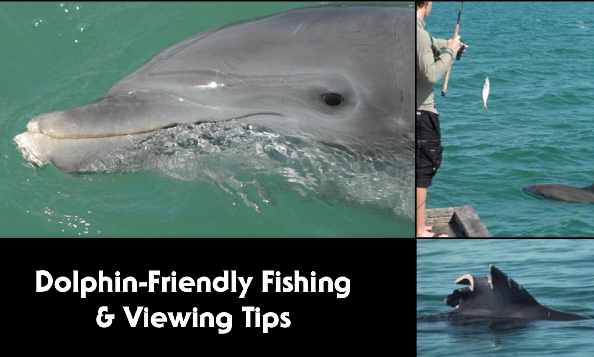 Be Dolphin Safe - Sarasota Dolphin Research Program