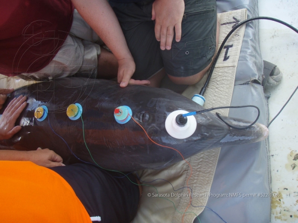 Measuring Dolphin Hearing - Sarasota Dolphin Research Program