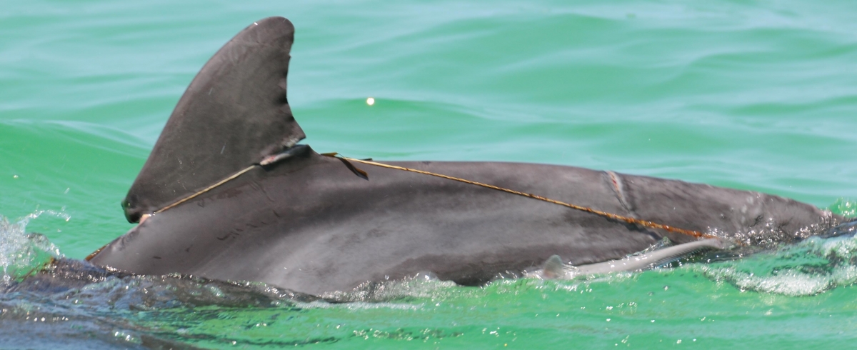 Helping Dolphins - Sarasota Dolphin Research Program