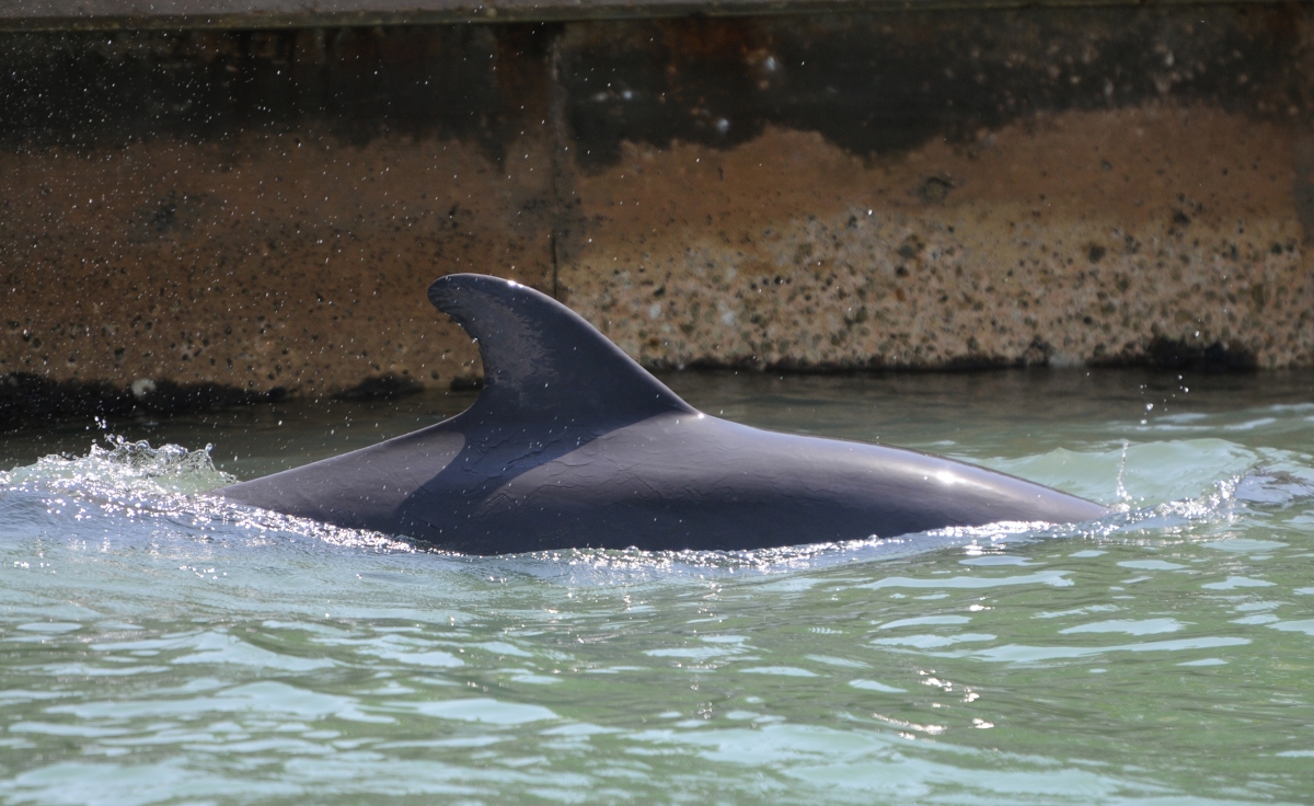F211 - Sarasota Dolphin Research Program