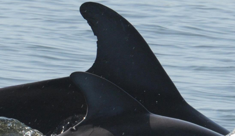 Social Structure - Sarasota Dolphin Research Program