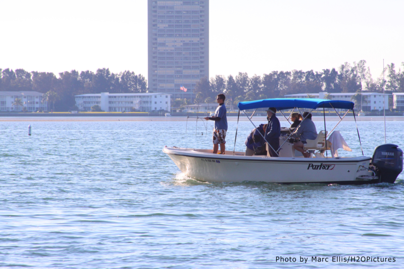 Ginger - Sarasota Dolphin Research Program