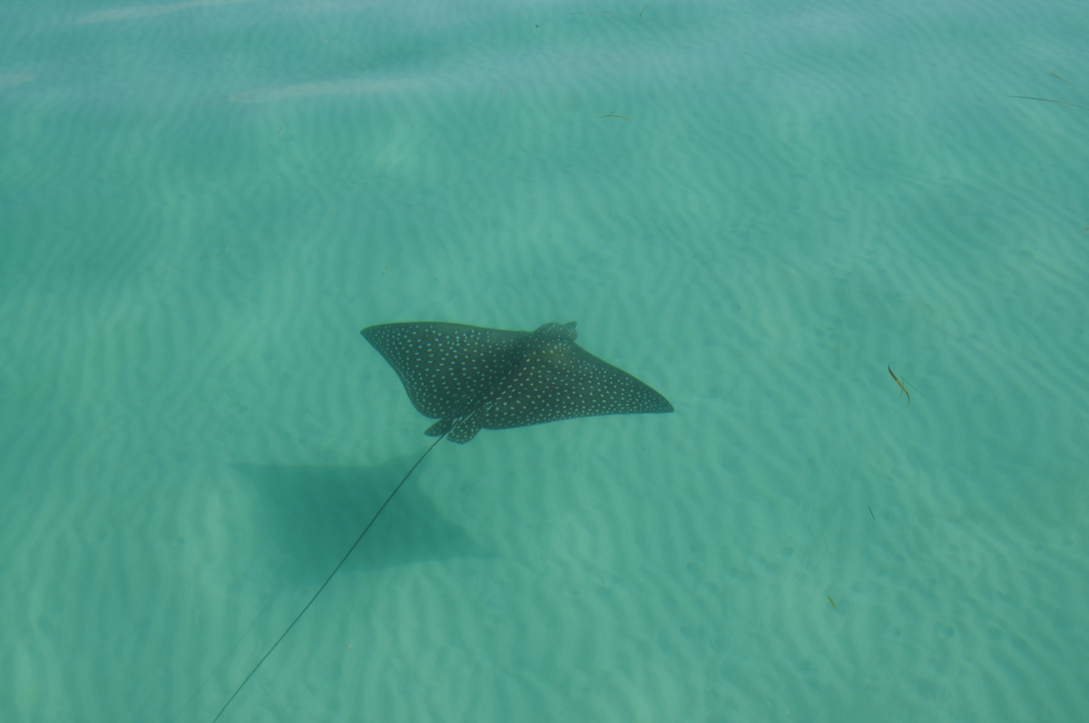Uncovering Spotted Eagle Ray Migrations Along Florida’s Coastlines ...