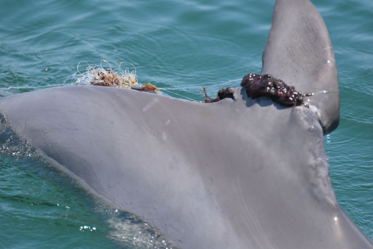 Piney Point Dolphin Entanglement - Sarasota Dolphin Research Program