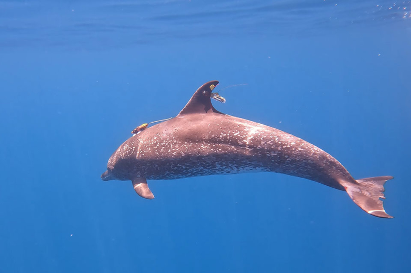 Assessing the Health of Offshore Dolphins - Sarasota Dolphin Research ...