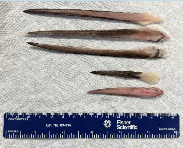 Barbed! Stingray Spine Injuries - Sarasota Dolphin Research Program