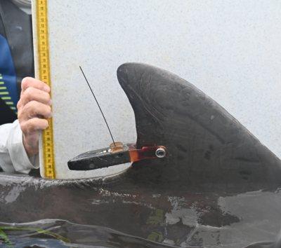 Siesta Key's "Squirt" the Dolphin - Sarasota Dolphin Research Program