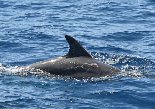 Offshore Dolphin Health Assessment - Sarasota Dolphin Research Program