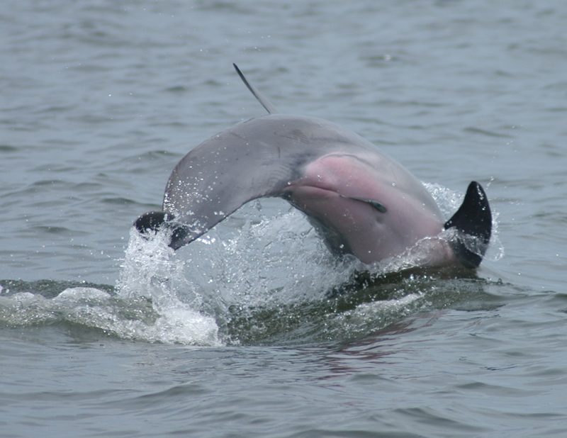 Feeling the Heat - Sarasota Dolphin Research Program