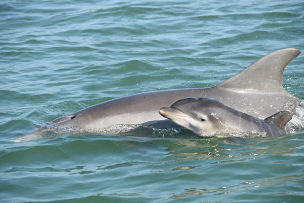 Helping Dolphins - Sarasota Dolphin Research Program