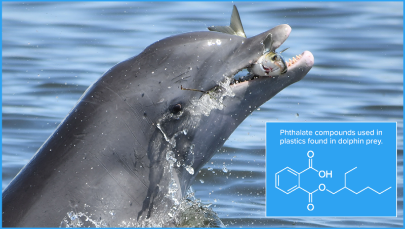 Plastic and Plastic Compounds in Dolphins - Sarasota Dolphin Research ...